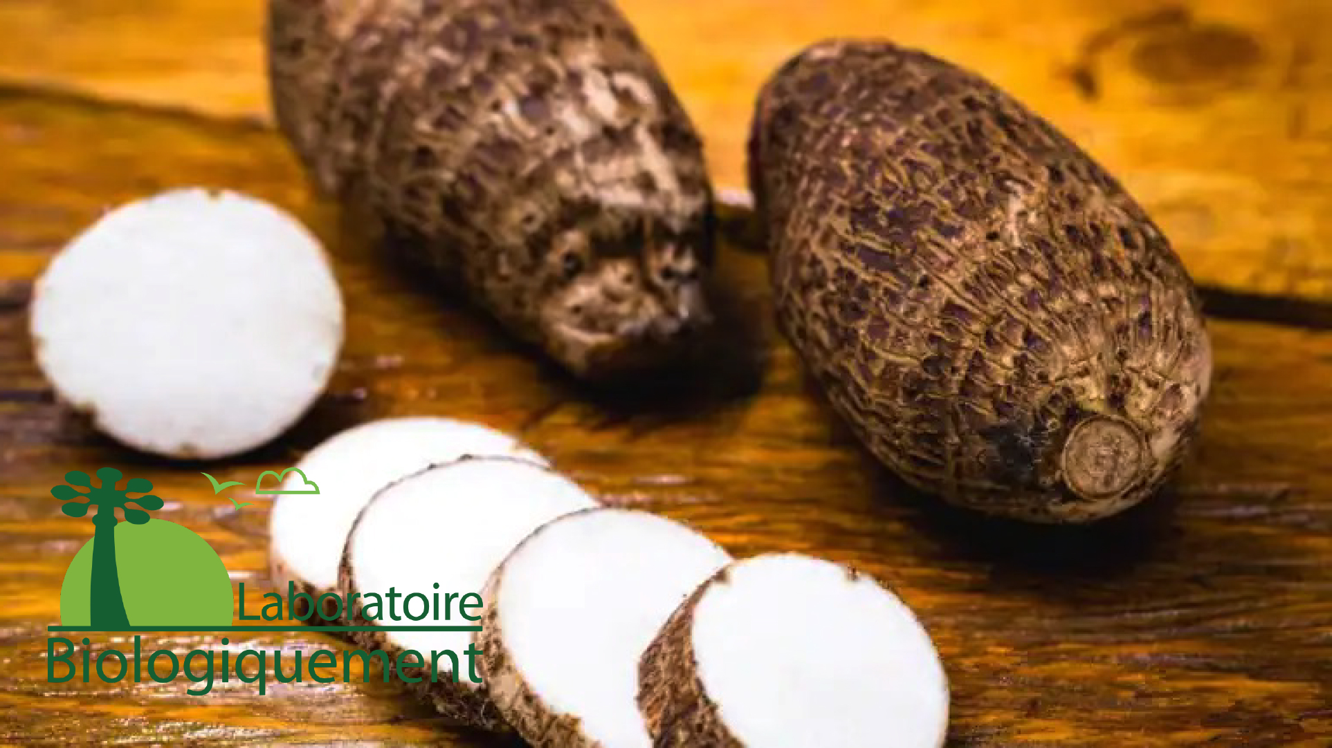 Une plantes pour la ménopause : le yam bio - Yam bio igname sauvage