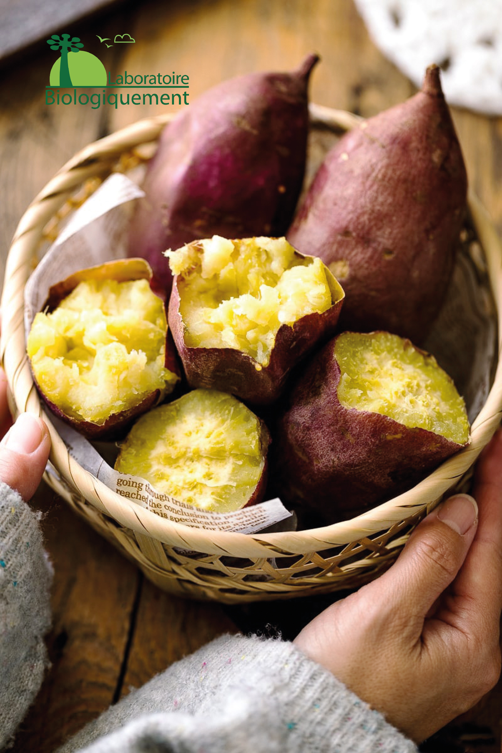 Une plantes pour la ménopause : le yam bio - Yam bio igname sauvage